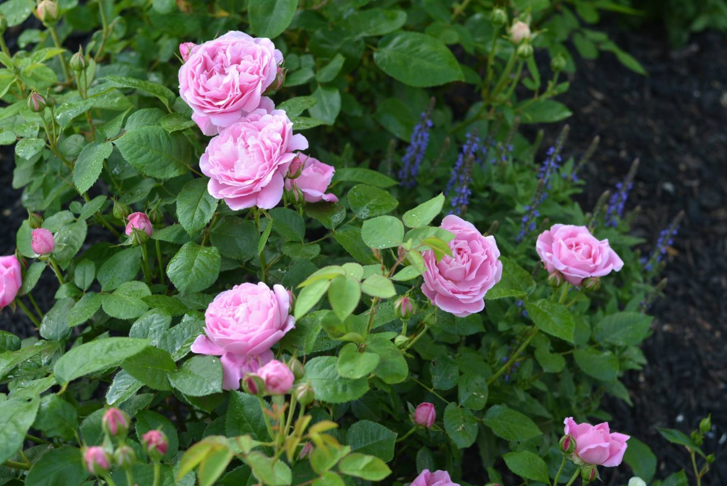 My David Austin Rose Garden - The Pink Dream