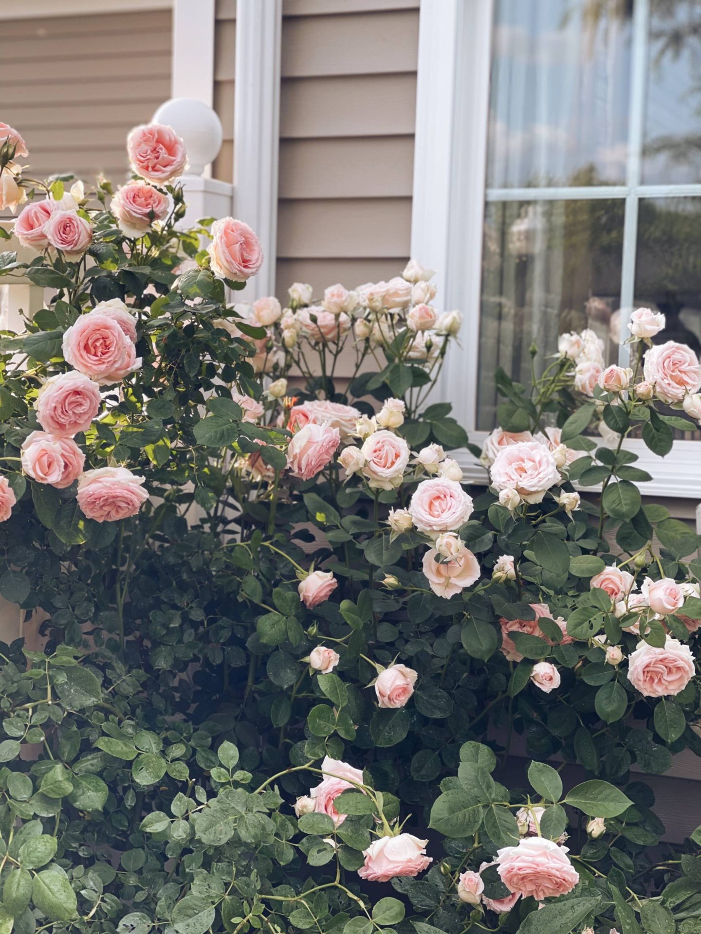 My David Austin Rose Garden - The Pink Dream