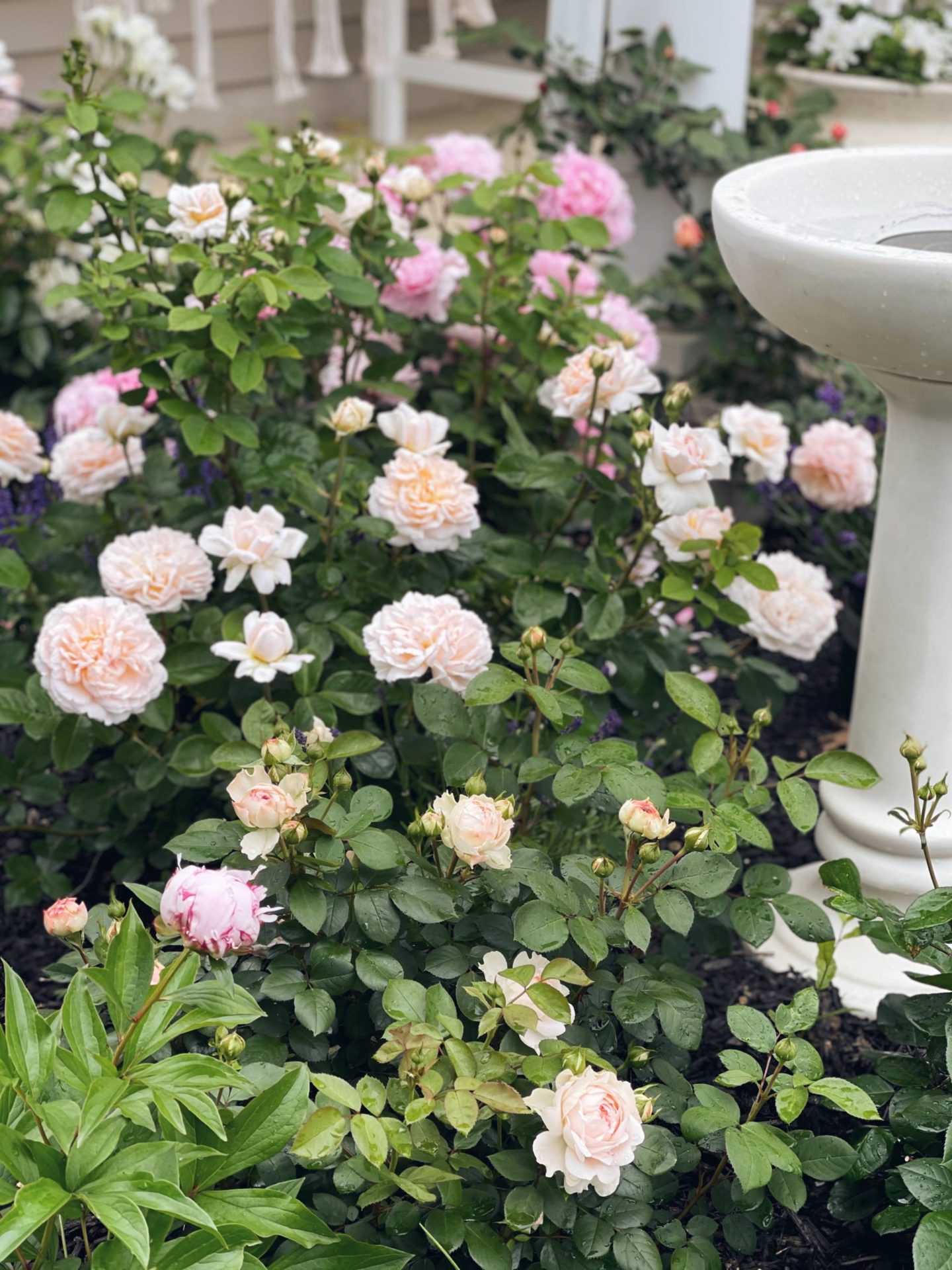 My David Austin Rose Garden - The Pink Dream