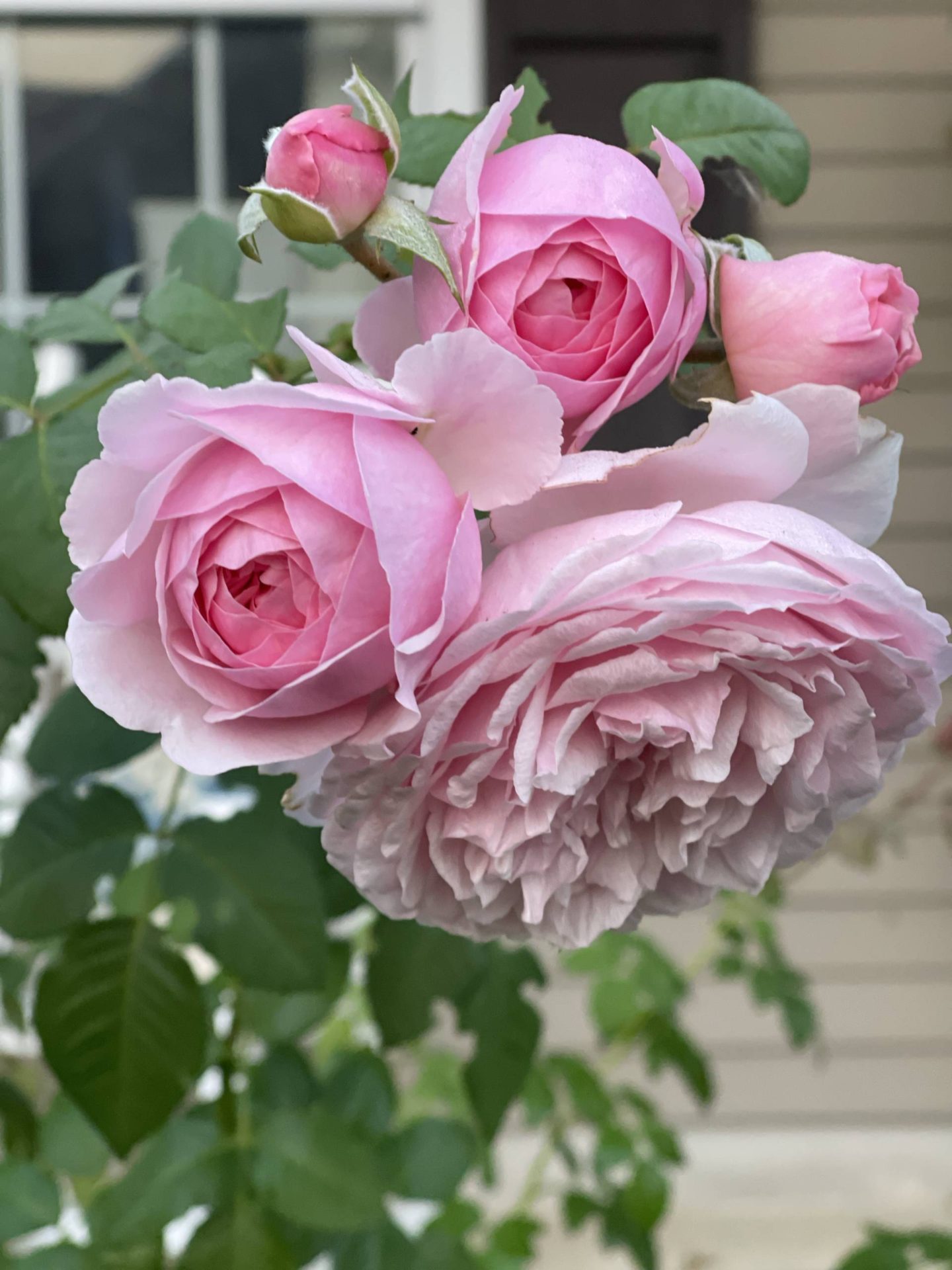 My David Austin Rose Garden - The Pink Dream