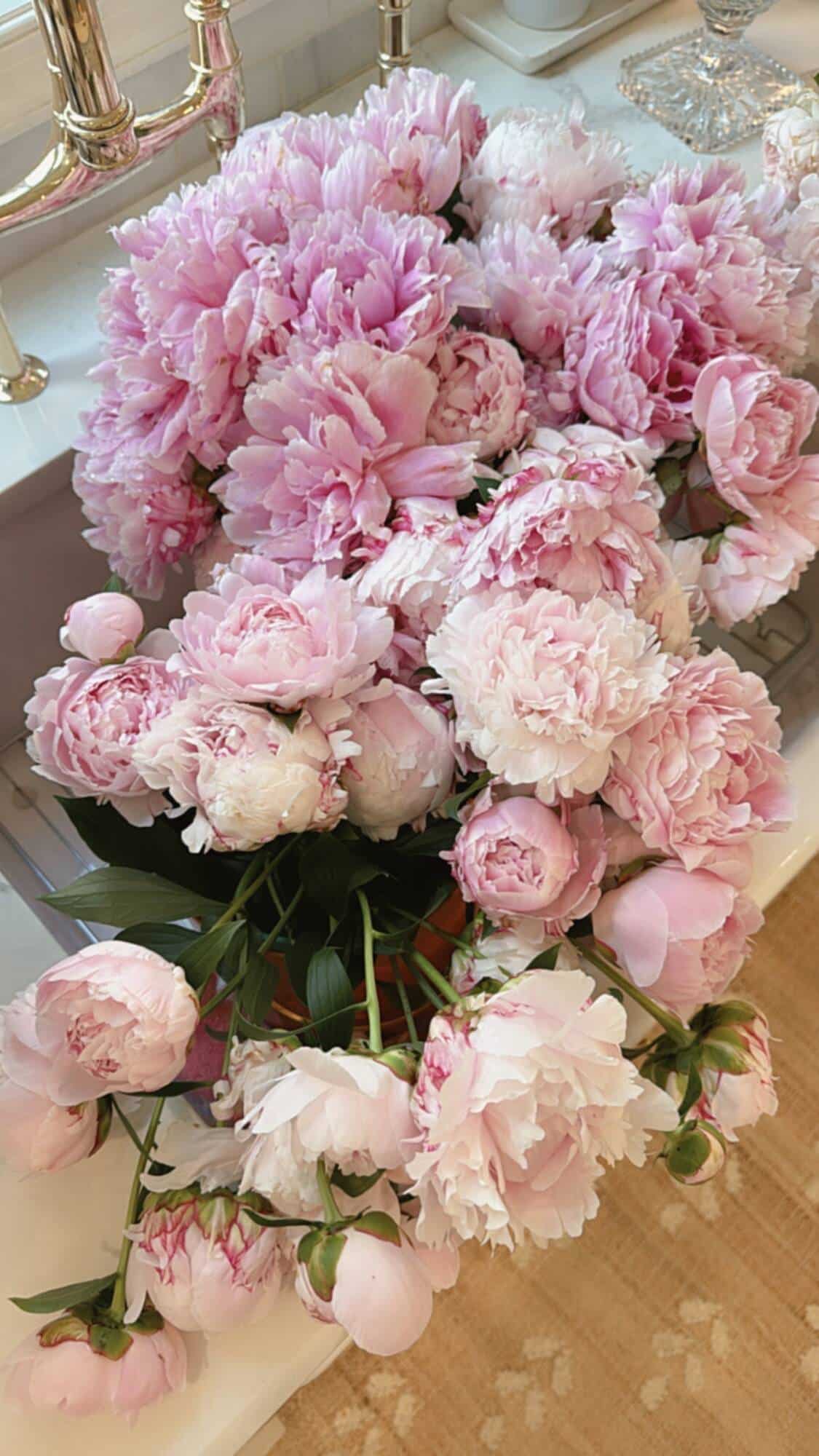 How to Grow Peonies in Your Garden: Tips for Big, Beautiful Blooms ...