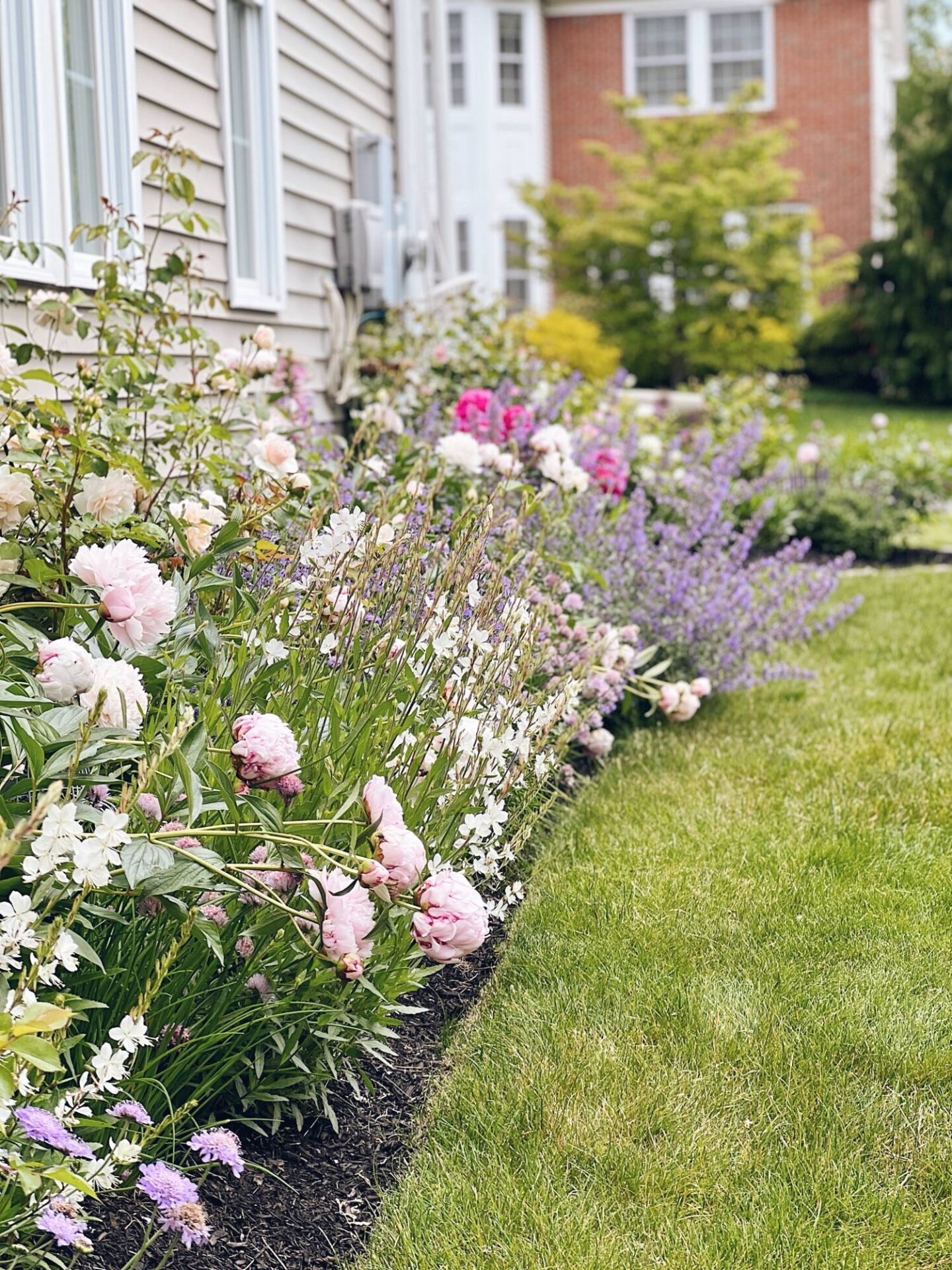 How to Grow Peonies in Your Garden: Tips for Big, Beautiful Blooms ...