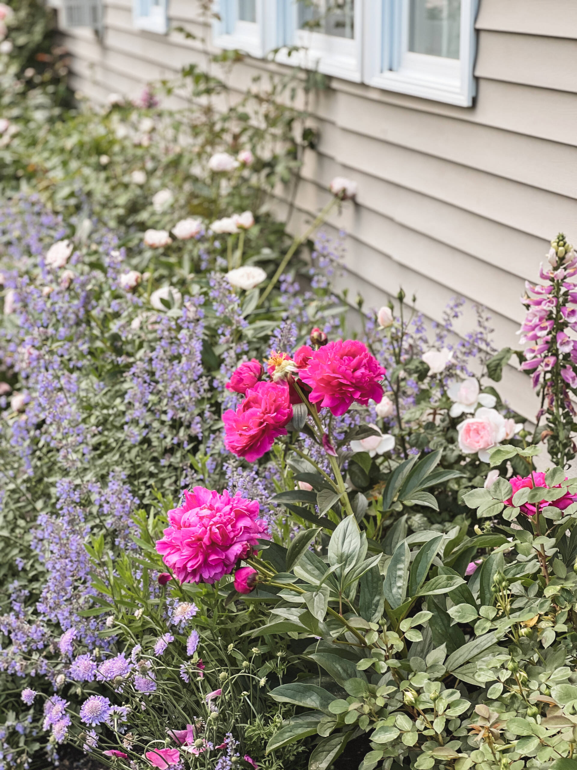 How to Grow Peonies in Your Garden: Tips for Big, Beautiful Blooms ...