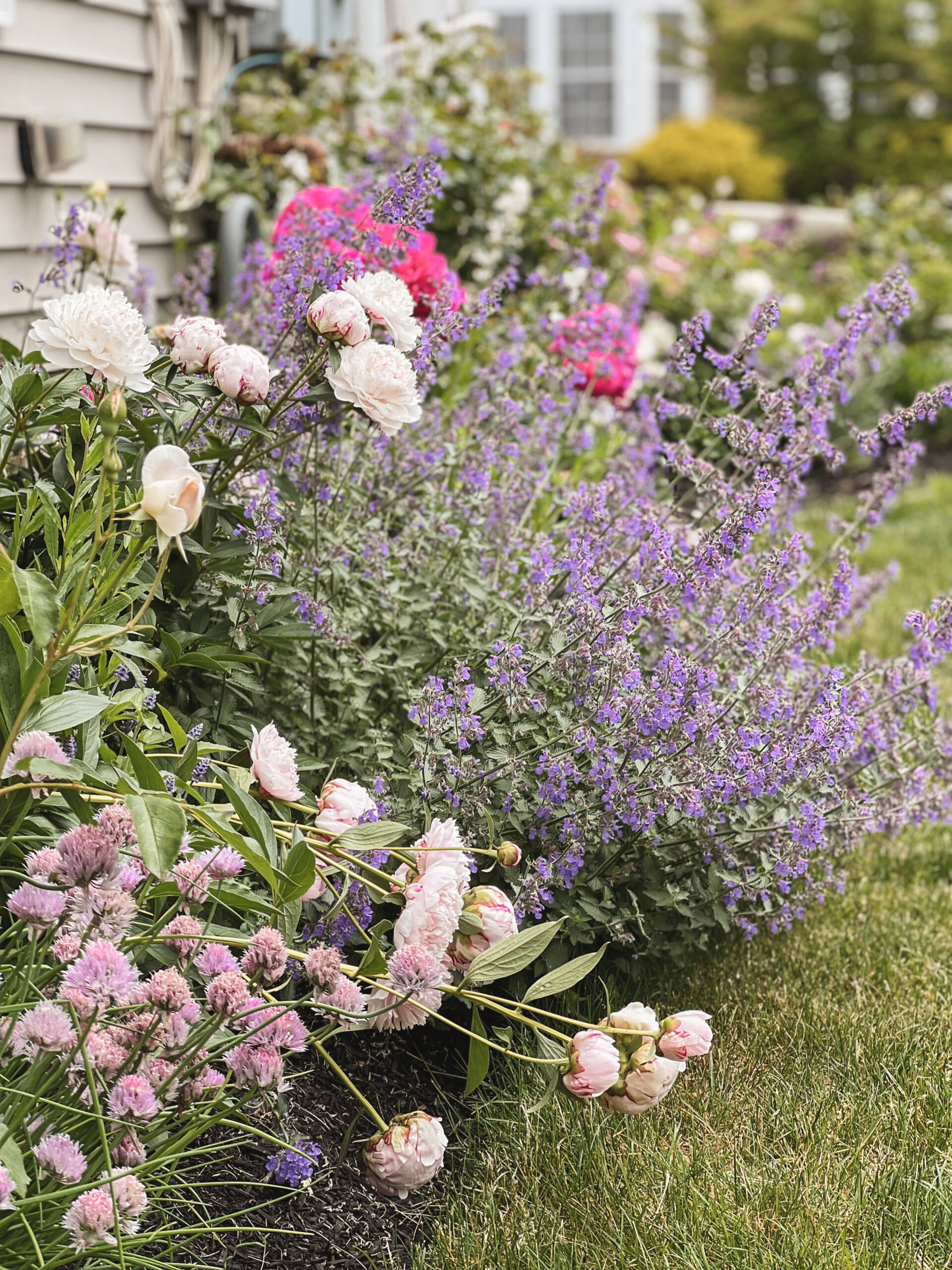 How to Grow Peonies in Your Garden: Tips for Big, Beautiful Blooms ...