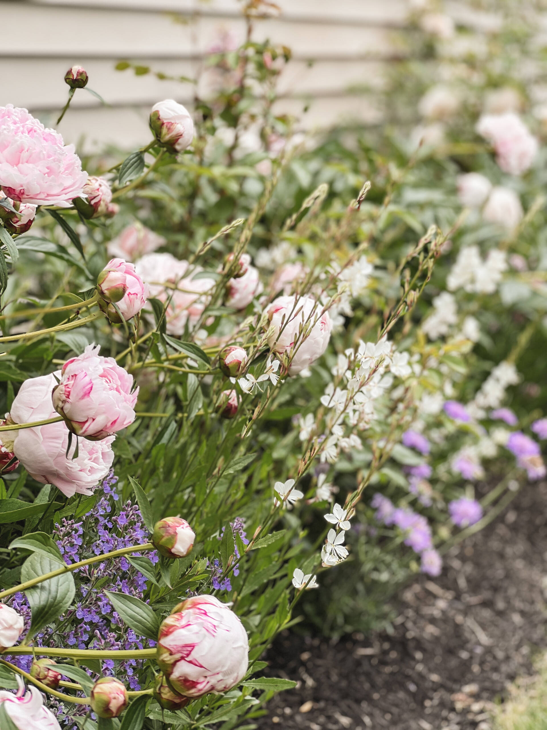 How to Grow Peonies in Your Garden: Tips for Big, Beautiful Blooms ...